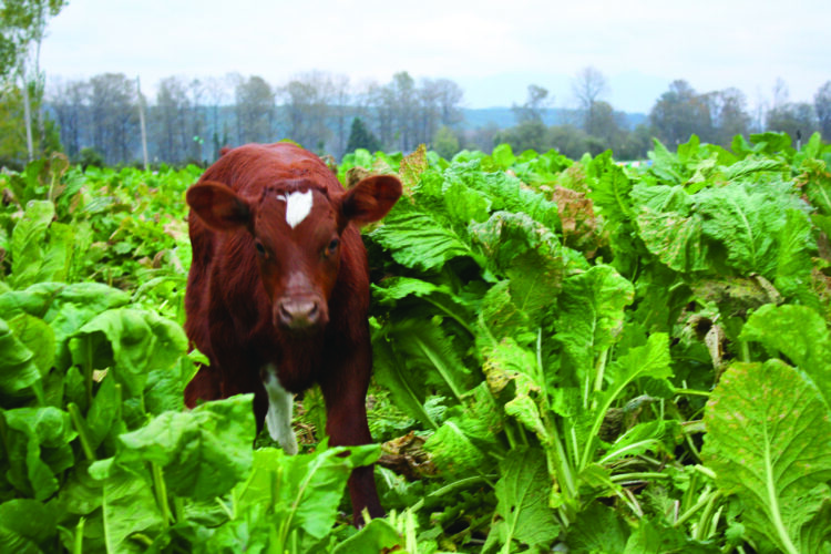 Cattle Grazing: Turnips and Other Root Crops for Livestock - Grit